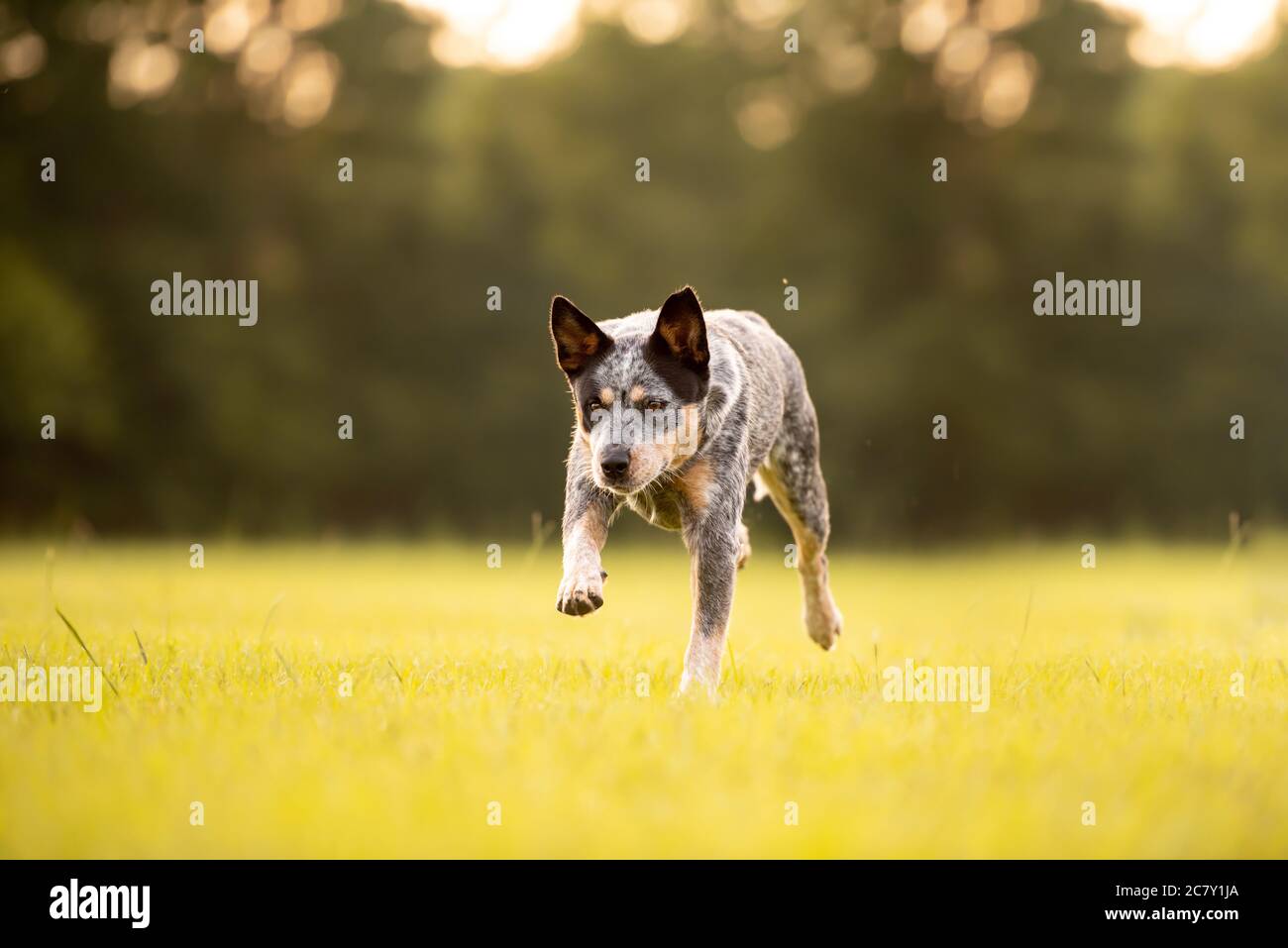 Australian Cattle Dog Blue Heeler running herding in a grassy field at ...