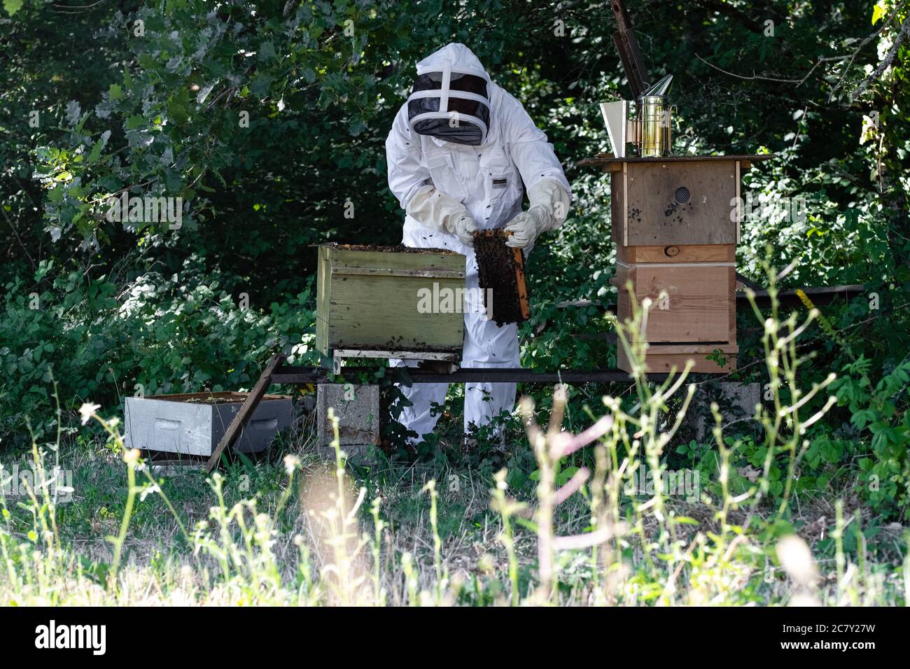 Ruche abeilles hi-res stock photography and images - Alamy