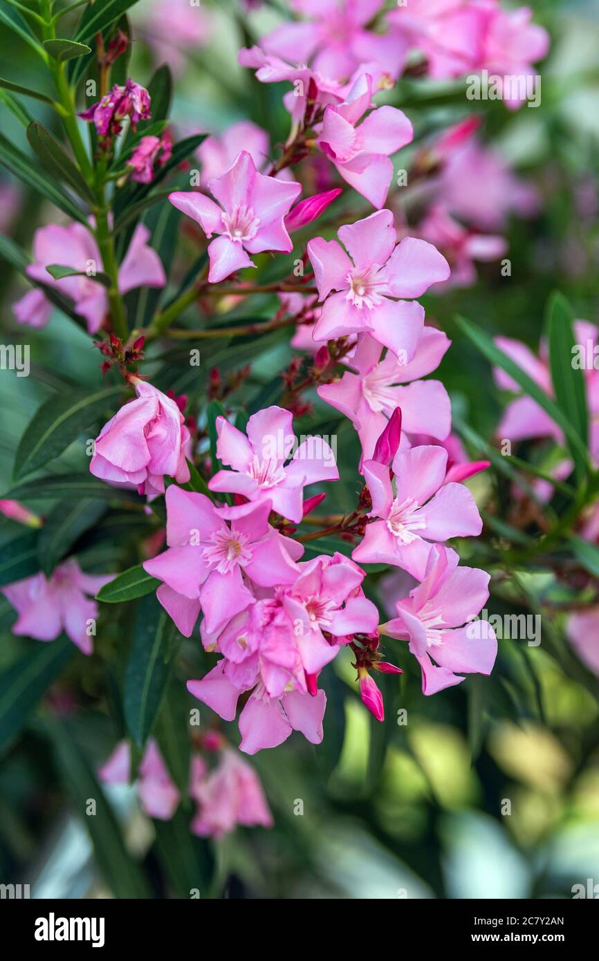 Purple oleander hi-res stock photography and images - Alamy