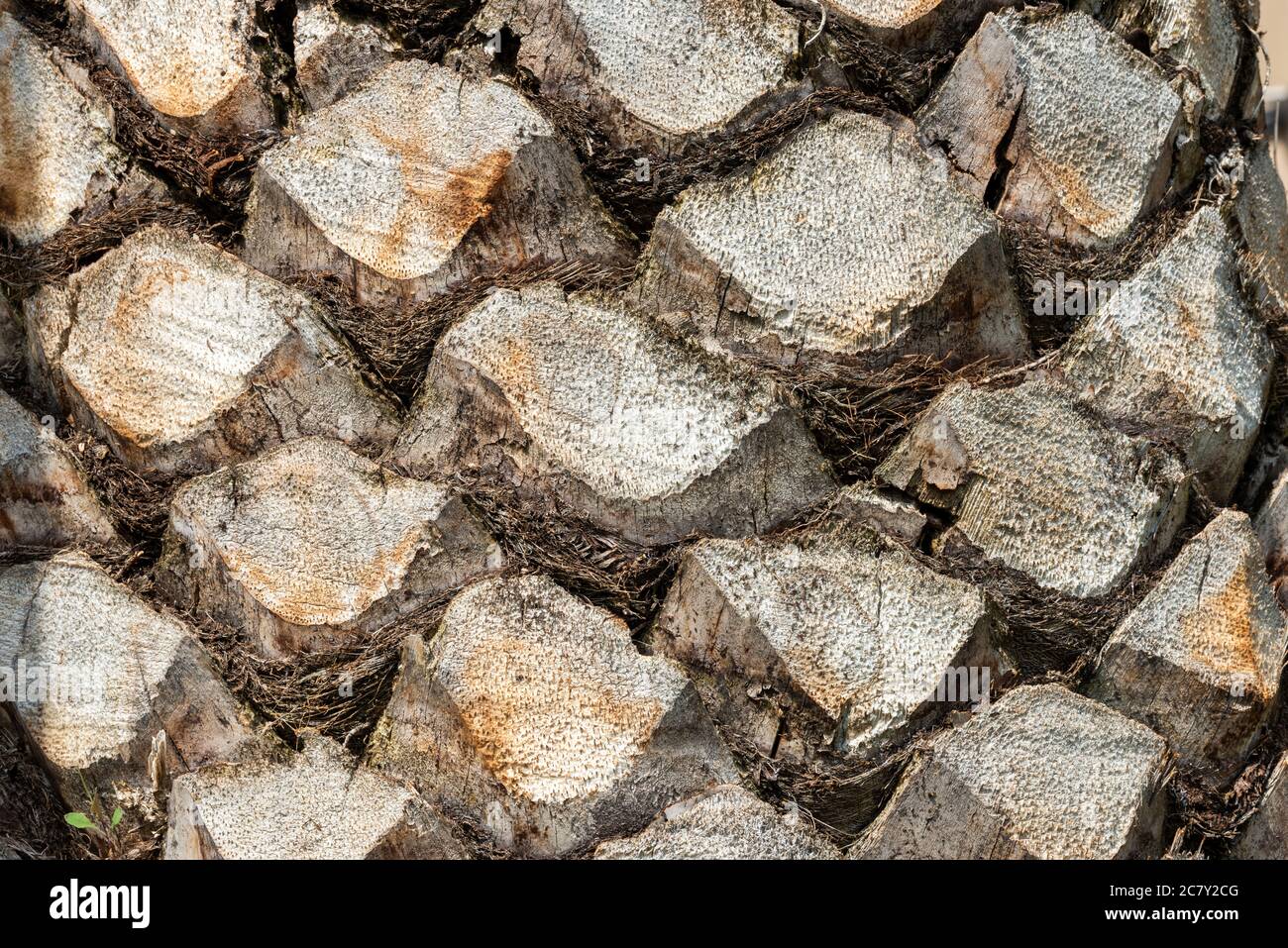 Upper trunk detail of palm tree background texture pattern Stock Photo ... Upper trunk detail of palm tree background texture pattern Stock Photo ...