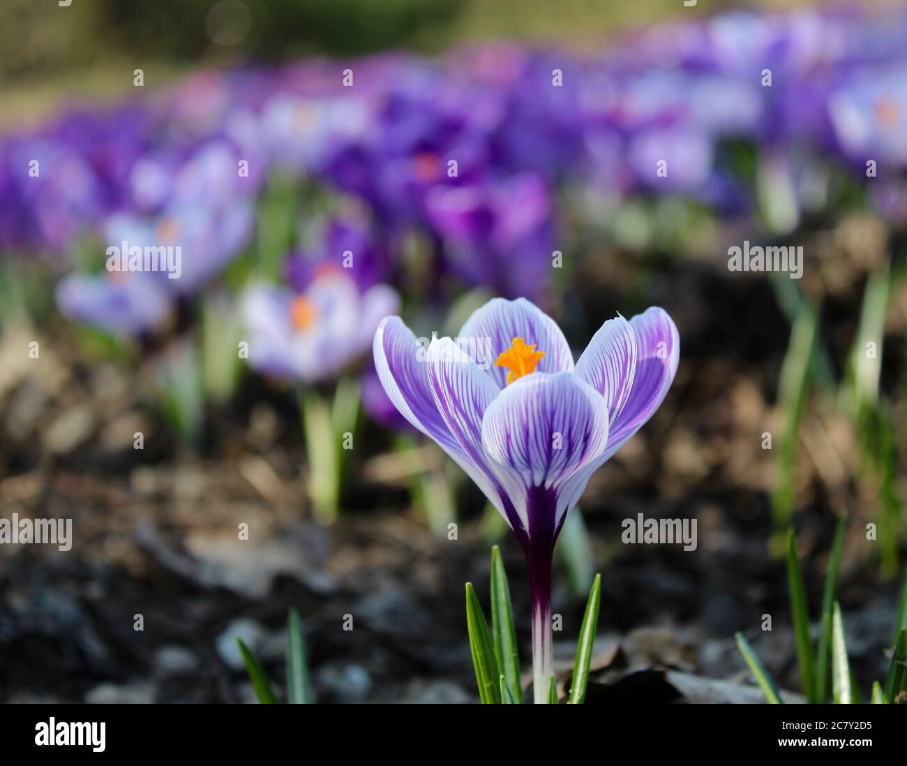 Closeup shot of a beautiful Crocus vernus under the sunlight Stock ...