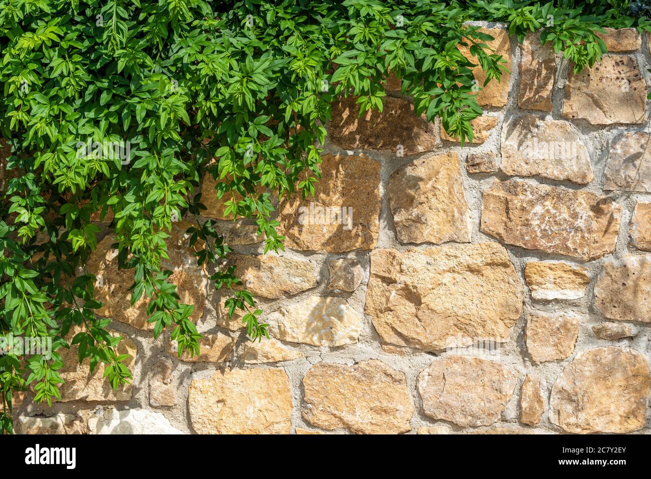 Close up stone wall with green leaf Stock Photo - Alamy