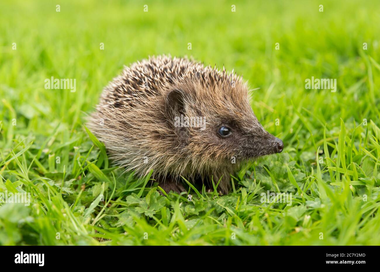 Hedgehog (Scientific or latin name: Erinaceus Europaeus). One juvenile ...