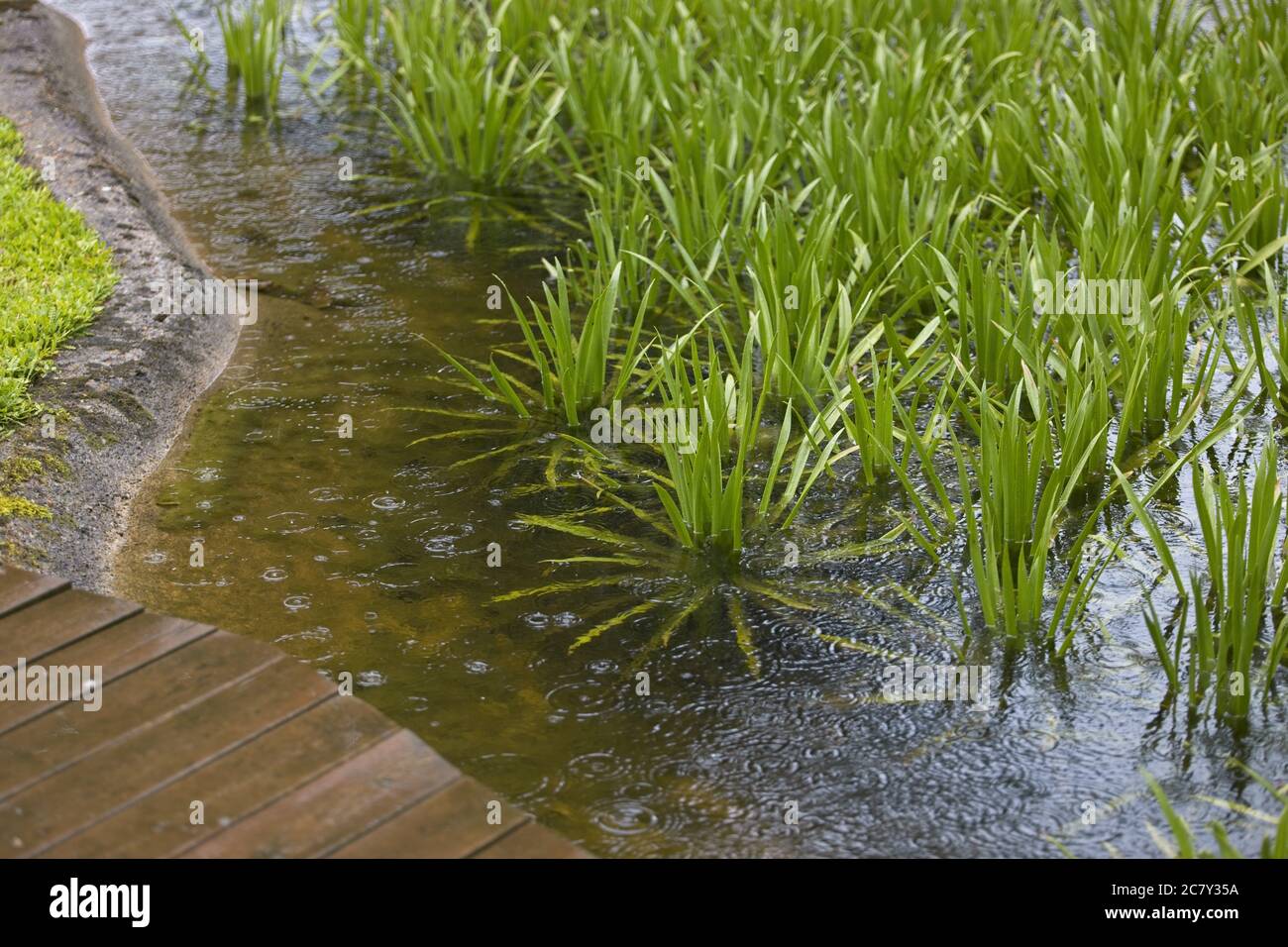 Calamus marsh hi-res stock photography and images - Alamy