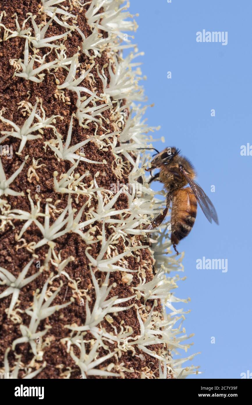 Honey Bee collecting nectar from Australian Grass Tree Stock Photo - Alamy