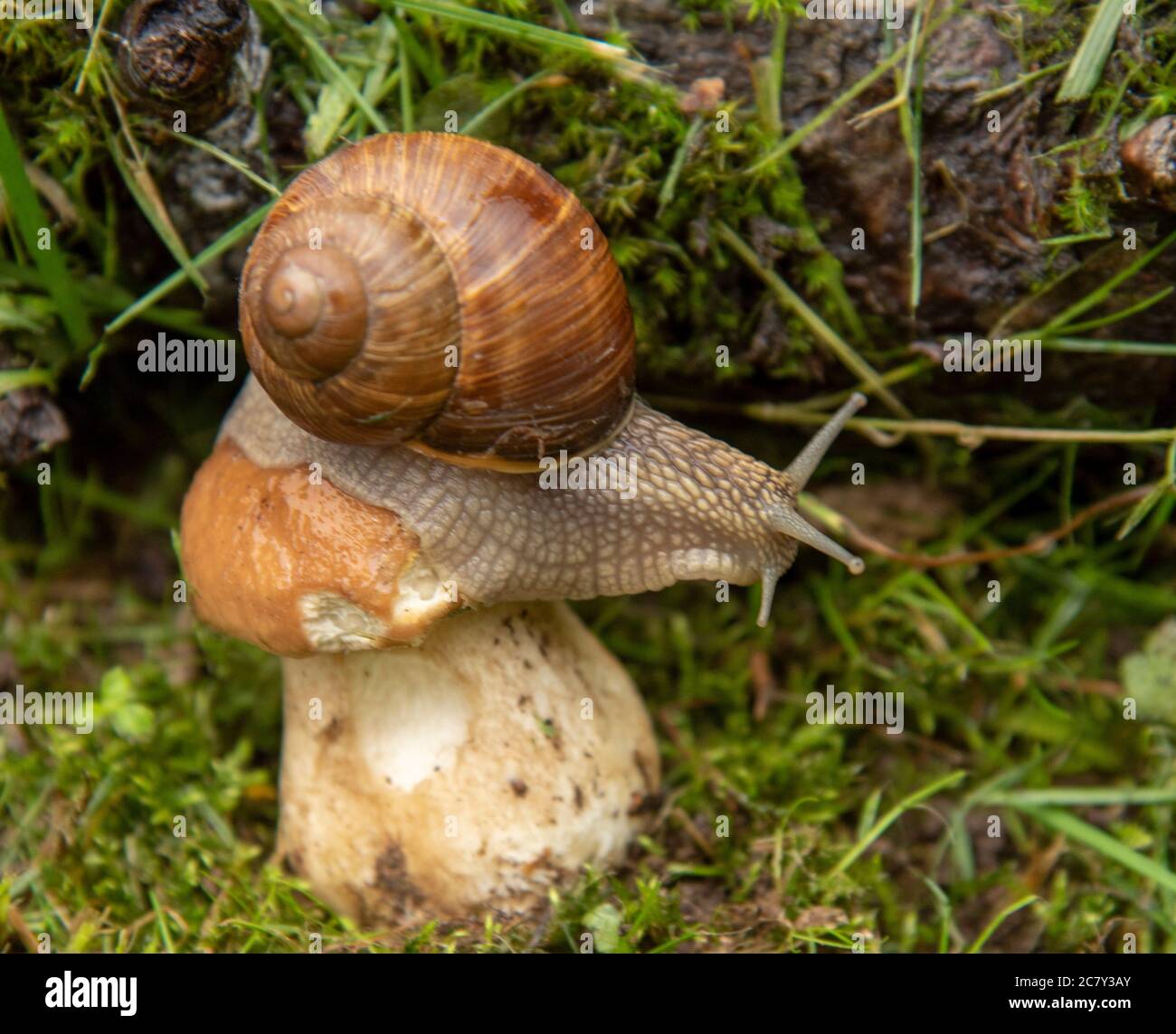 A garden snail sits on a large wet mushroom Stock Photo - Alamy