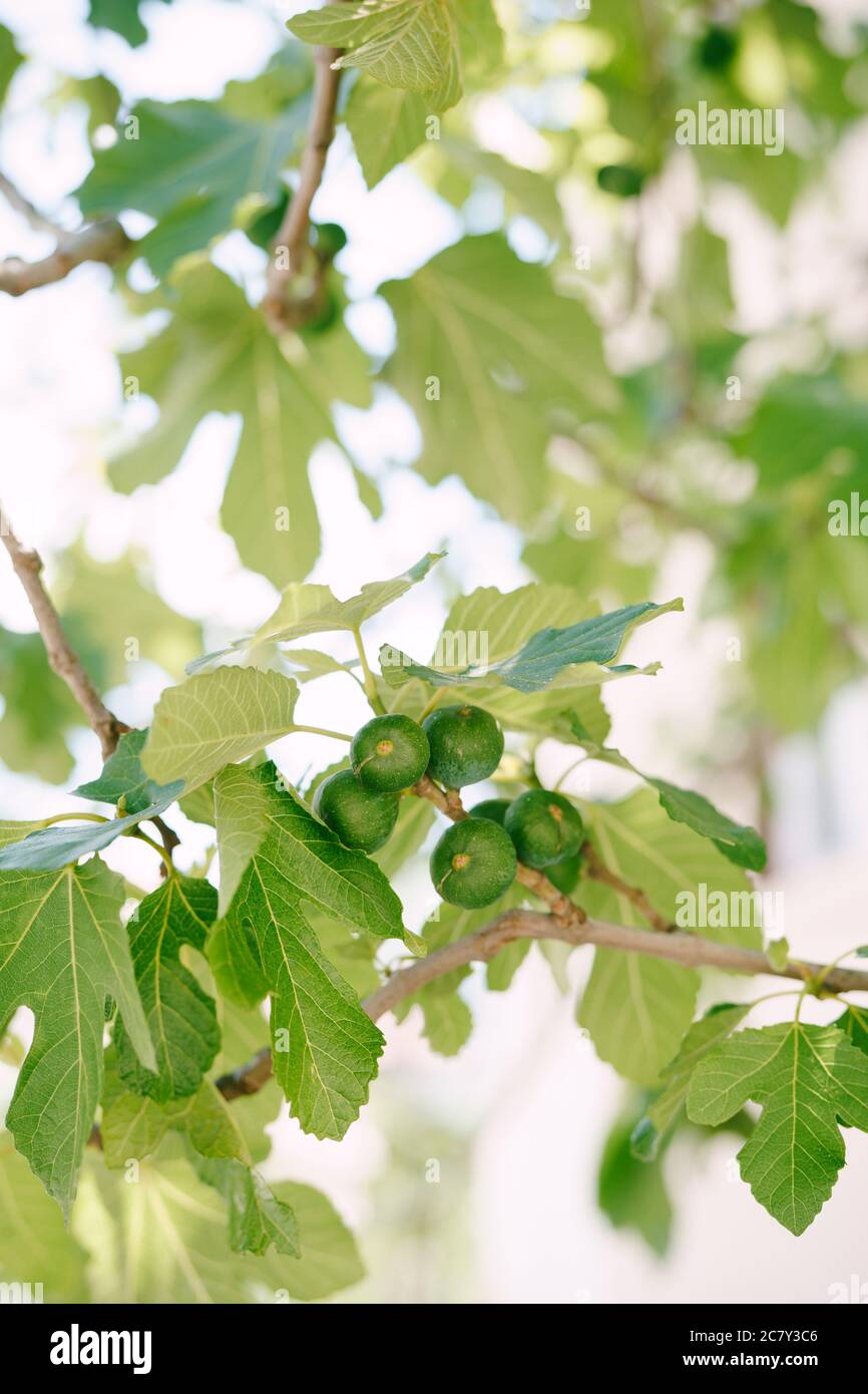 Large fig fruits in the foliage on the tree Stock Photo - Alamy