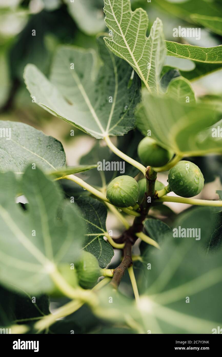 Wet figs hi-res stock photography and images - Alamy