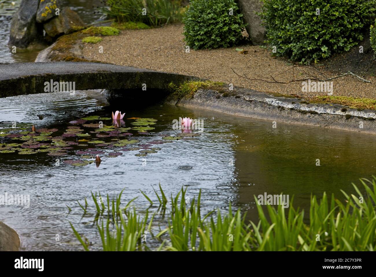 Landscape shot of water lilies in a river of a beautiful green park ...