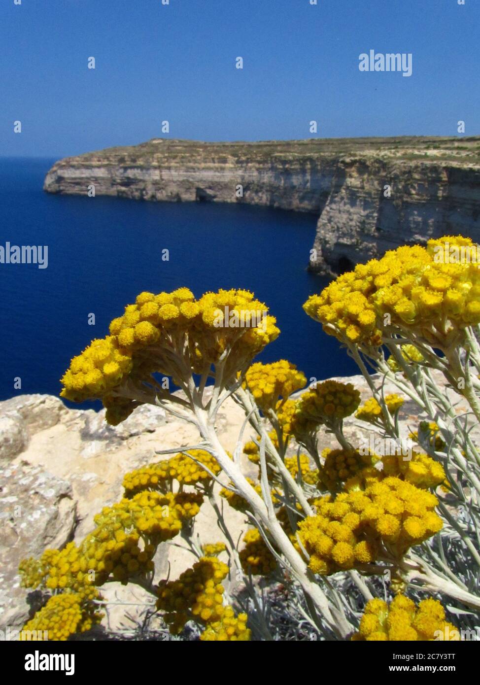 Maltese Helichrysium or Maltese Everlasting rare and endemic plant ...