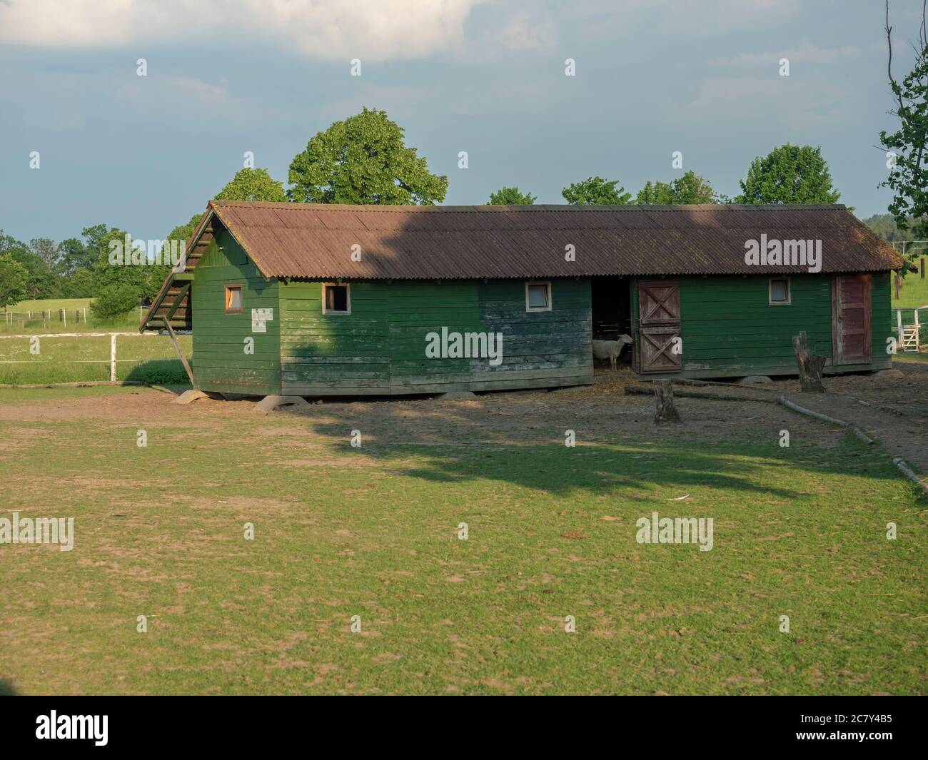 sheared sheep walking from wooden farm house cote stable, in ...