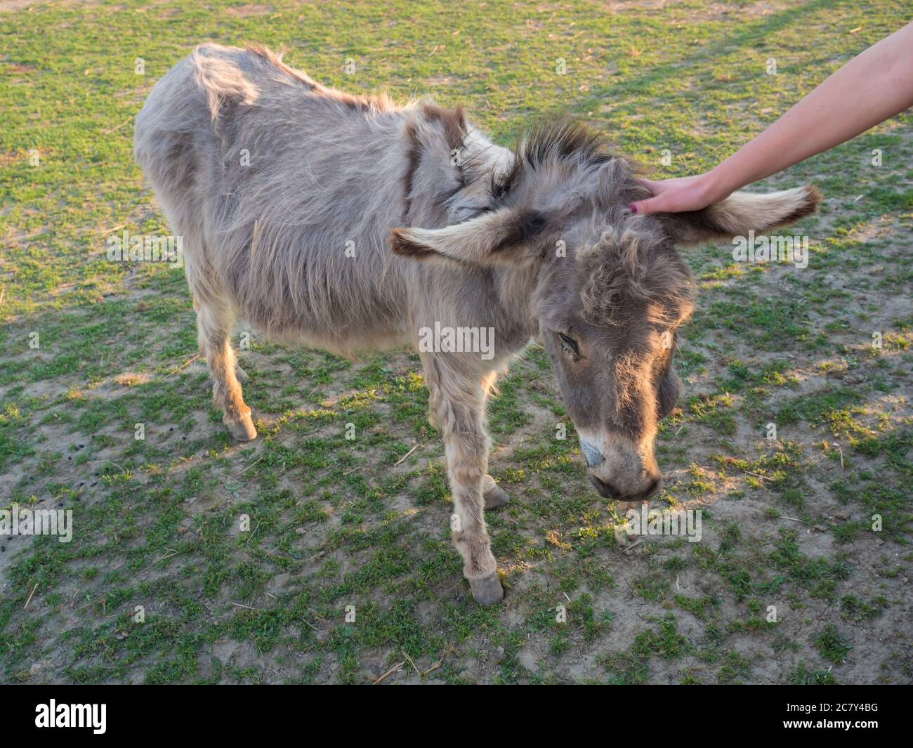 Portrait of gray beige furry young donkey with woman hand stroking his ...
