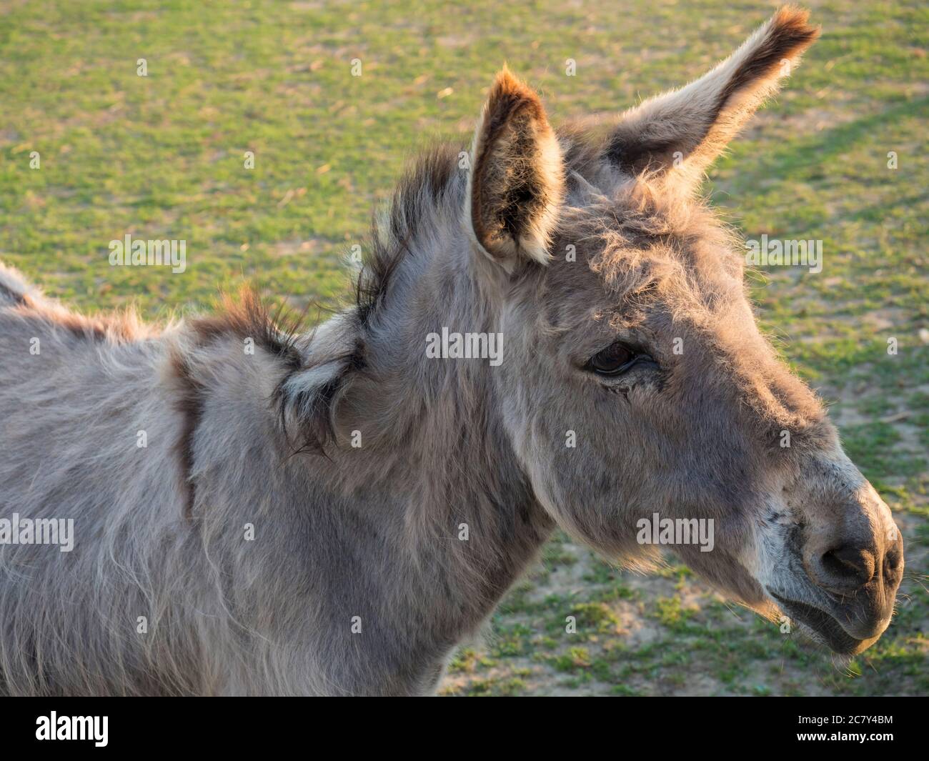 Portrait of gray beige furry young donkey in afternoon golden hour ...