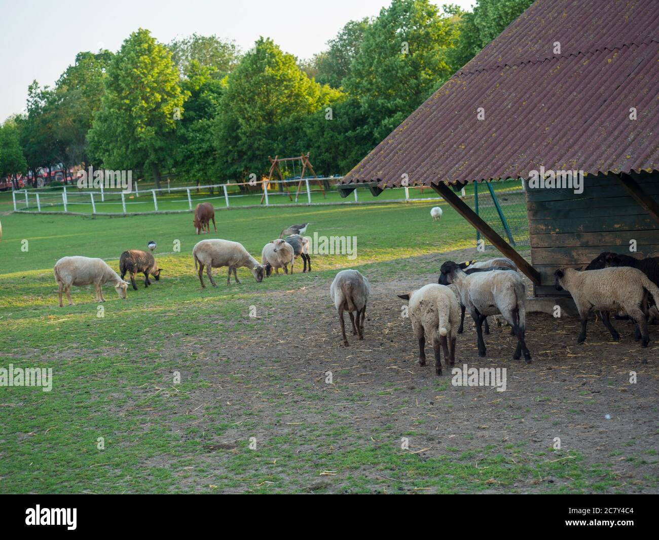 fluffy cute sheep walking from wooden farm house cote stable, in ...