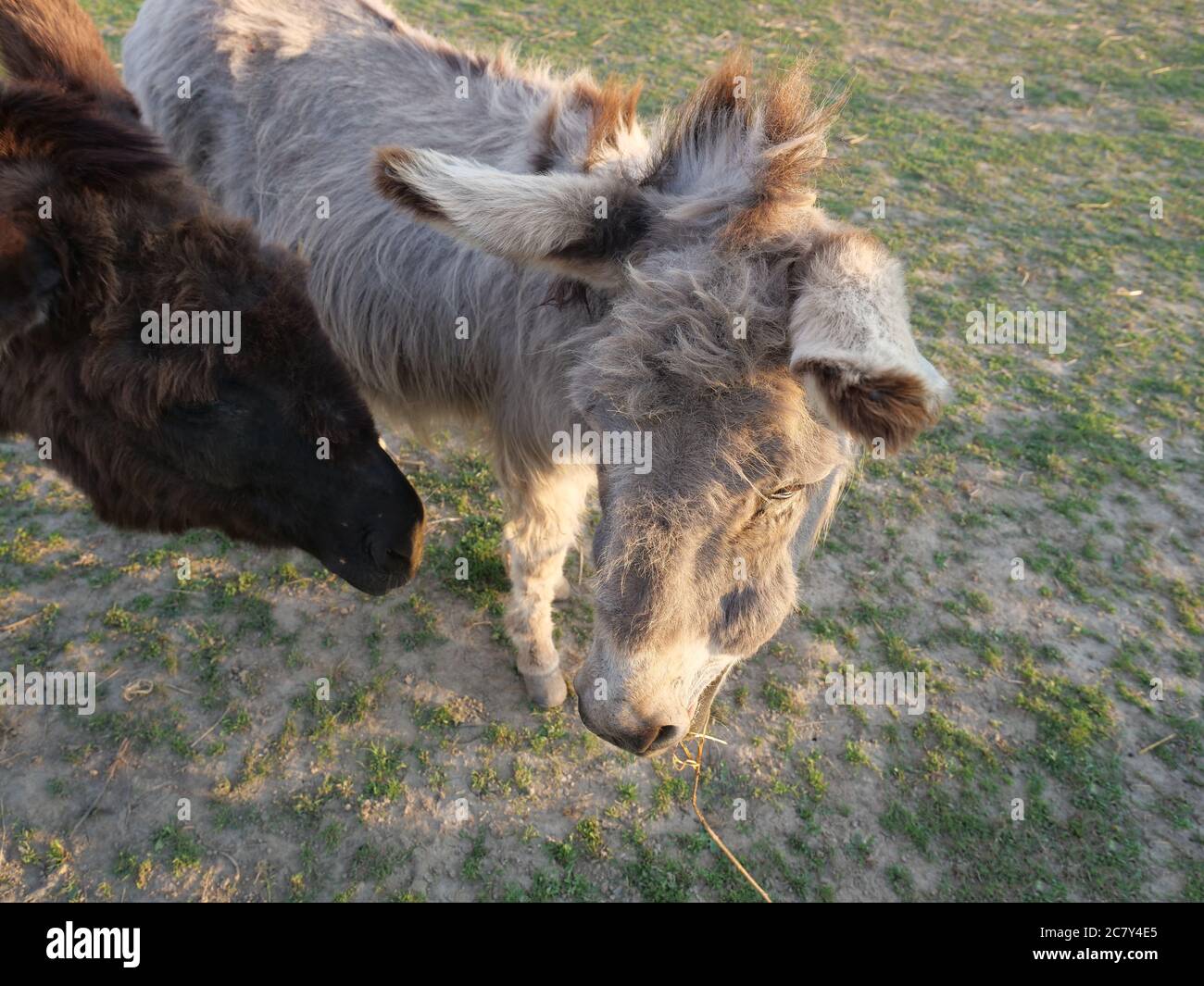gray beige furry young donkey and dark brown donkey tesing each other ...