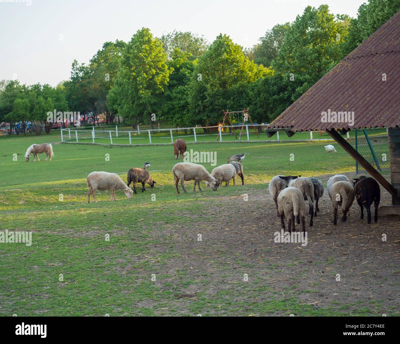 fluffy cute sheep walking from wooden farm house cote stable, in ...