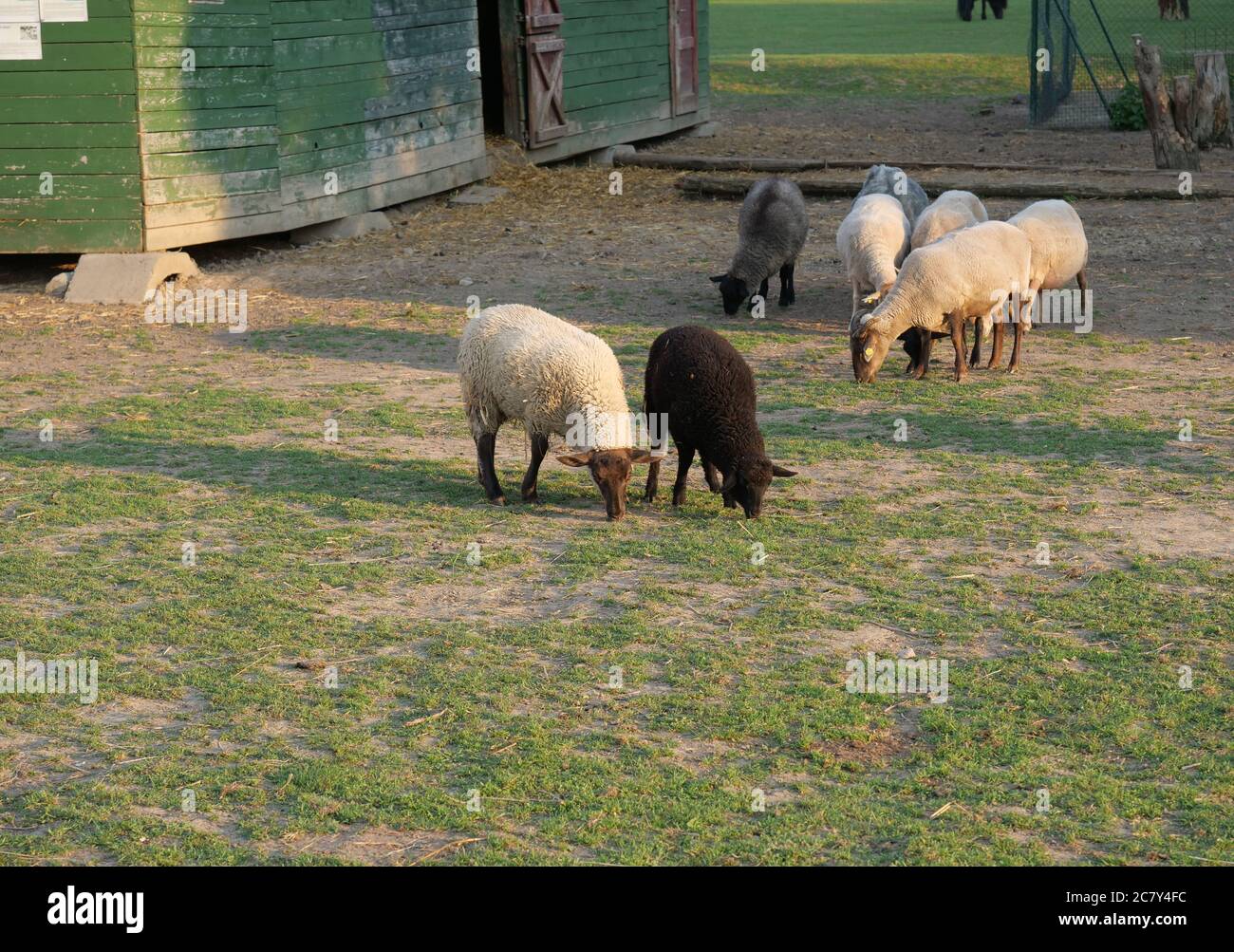 fluffy cute sheep grazing infront of wooden farm house cote stable, in ...