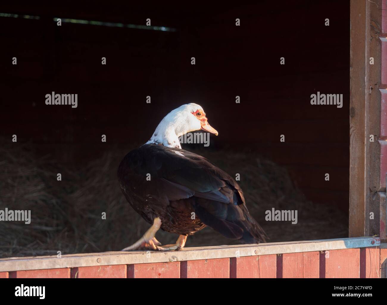 Muscovy duck Muscovy duck Cairina moschata standing on wooden orange ...