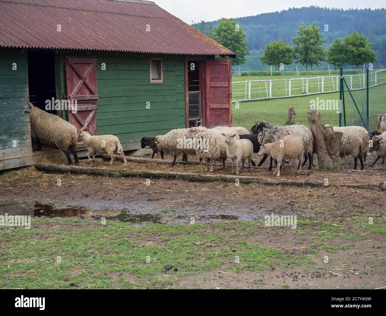 fluffy cute sheep walking hide to the old wooden farm house cote stable ...