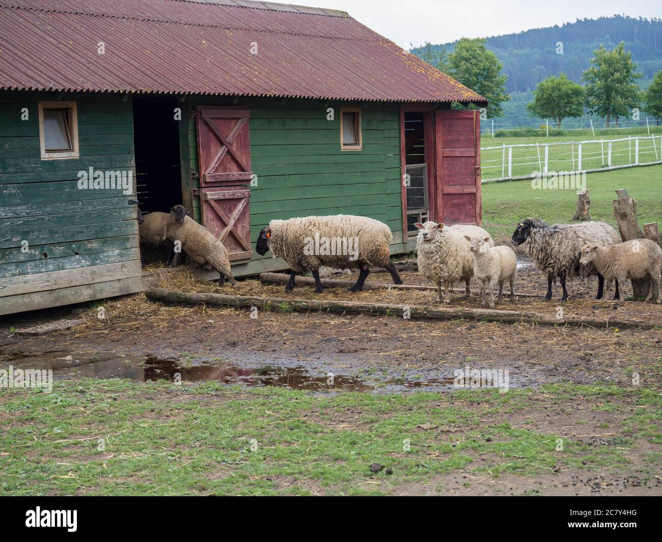 fluffy cute sheep walking hide to the old wooden farm house cote stable ...