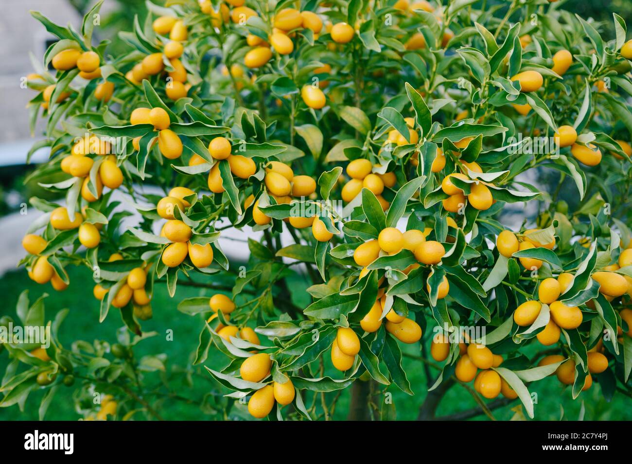 Kumquat or fortunella tree with ripe orange fruits on branches in the ...