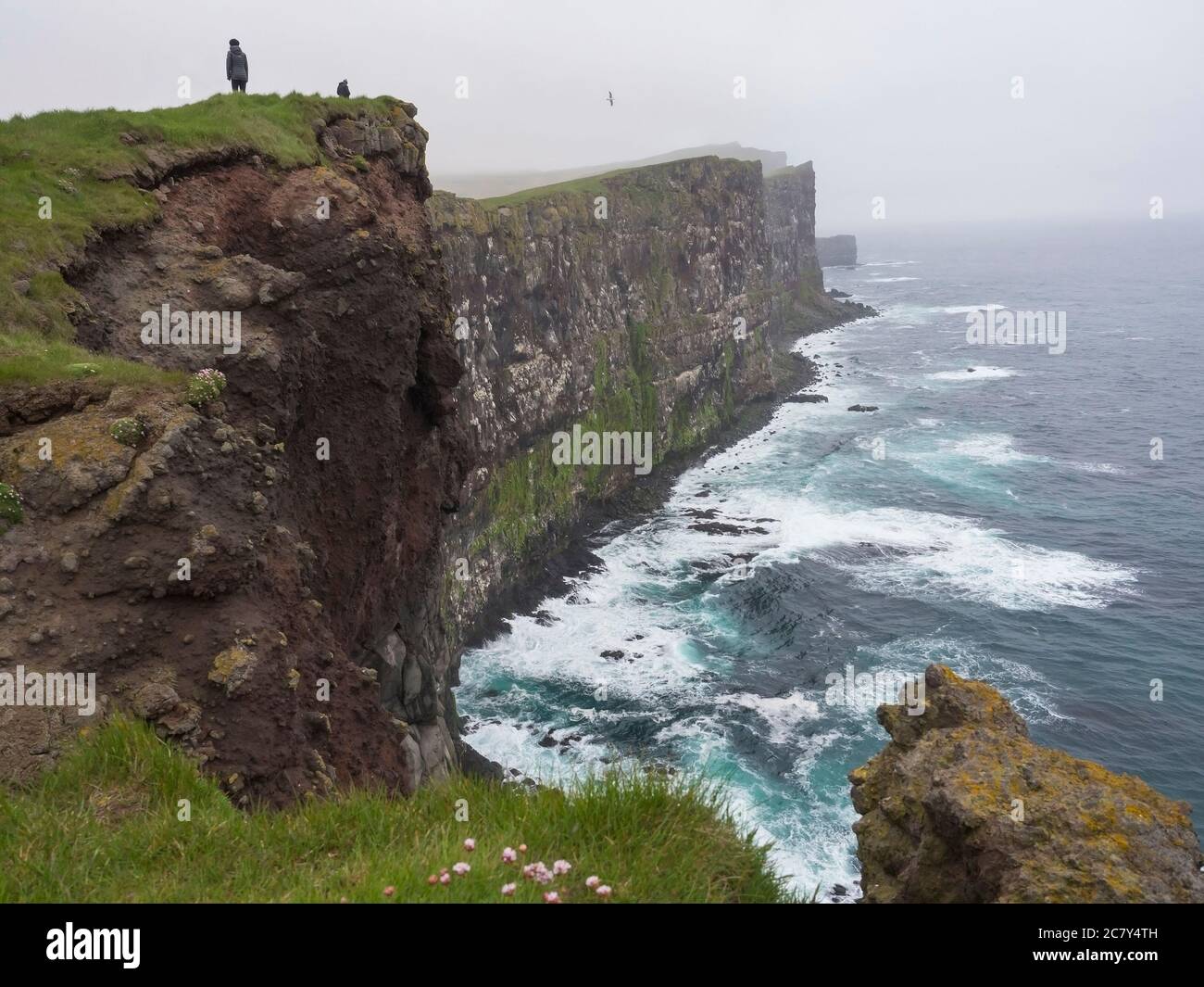 Beautiful Latrabjarg cliffs, Europe's largest bird cliff and home to ...