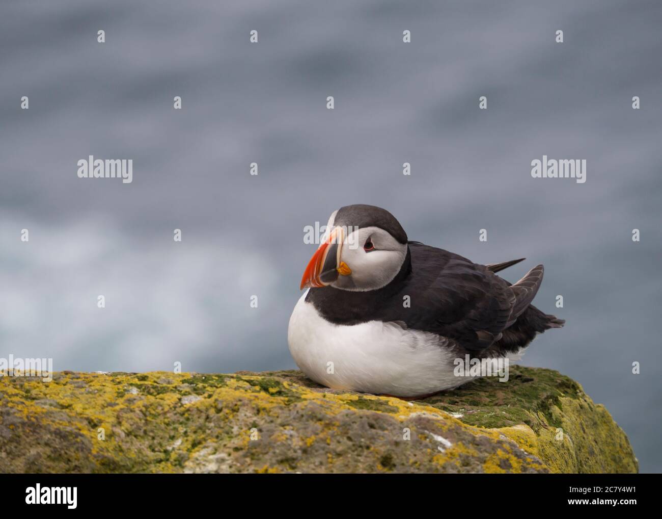 single close up Atlantic puffin (Fratercula arctica) sitting on rock of Latrabjarg bird cliffs ...