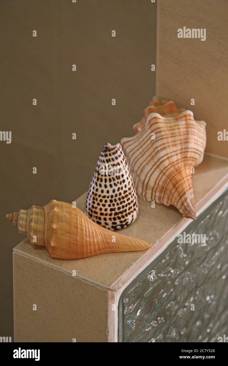 Vertical shot of seashells display on the bathroom Stock Photo - Alamy