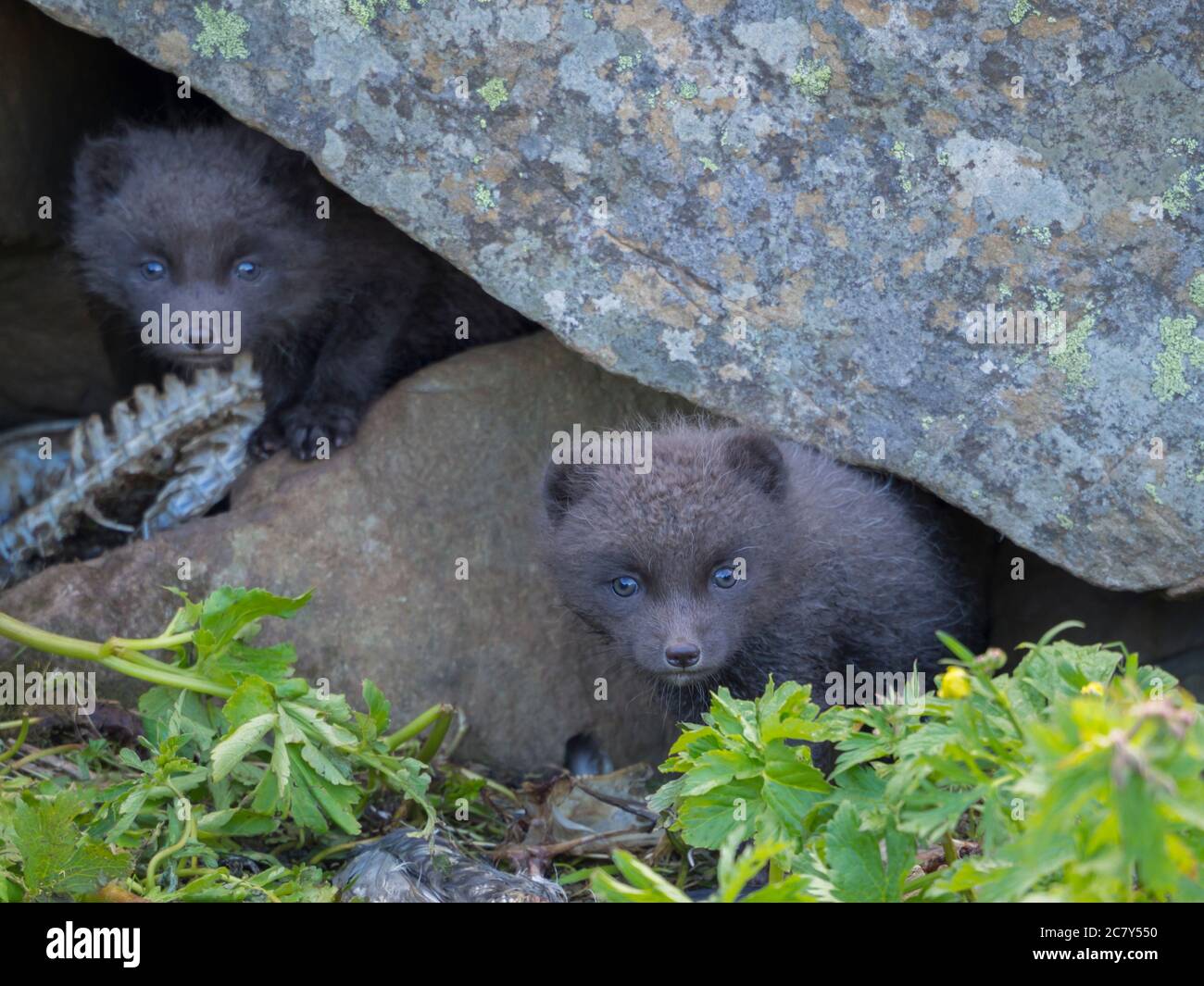 Two young playful arctic fox cub fox (Alopex lagopus beringensis ...