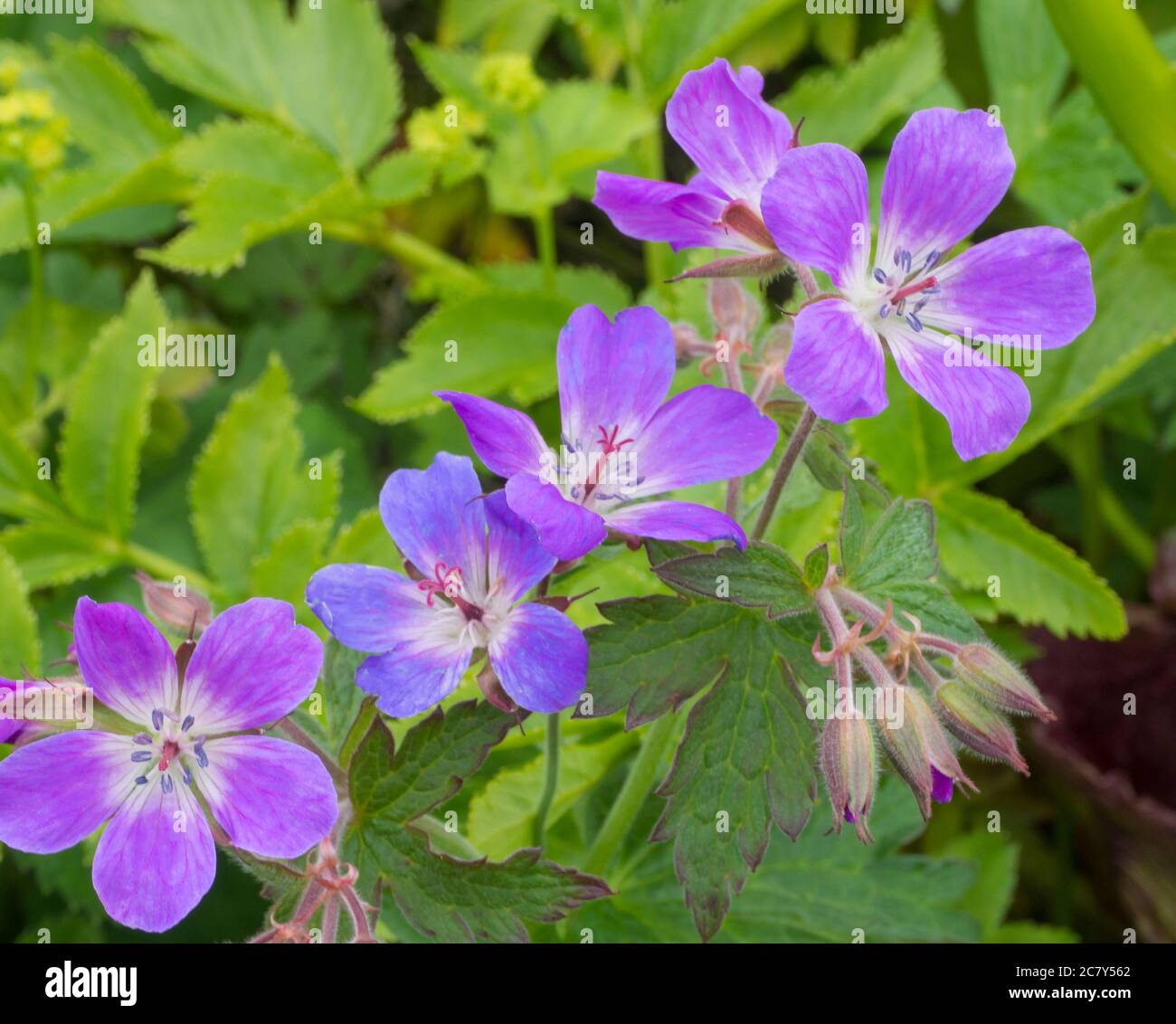 close up pink violet cranesbills (Geranium) flowers and buds, selective ...