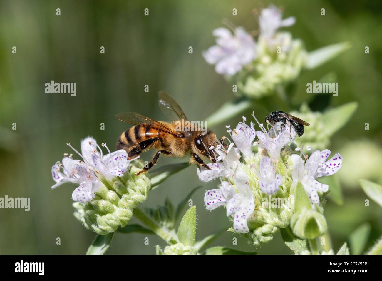 Honey bee at Geode State Park in Henry County, Iowa Stock Photo - Alamy