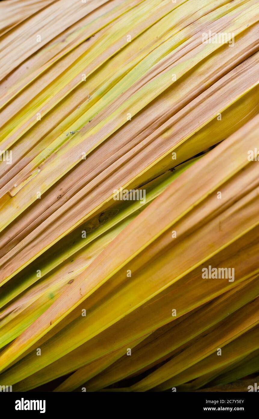 Texture of Dried Palm Leaf for Natural Background Used Stock Photo - Alamy