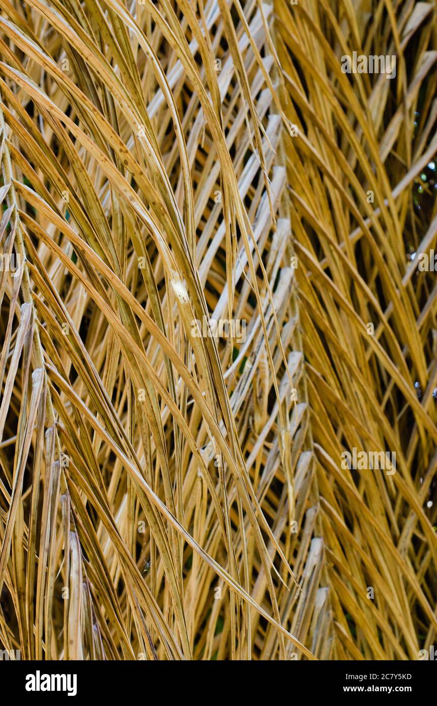 Texture of Dried Palm Leaf for Natural Background Used Stock Photo - Alamy