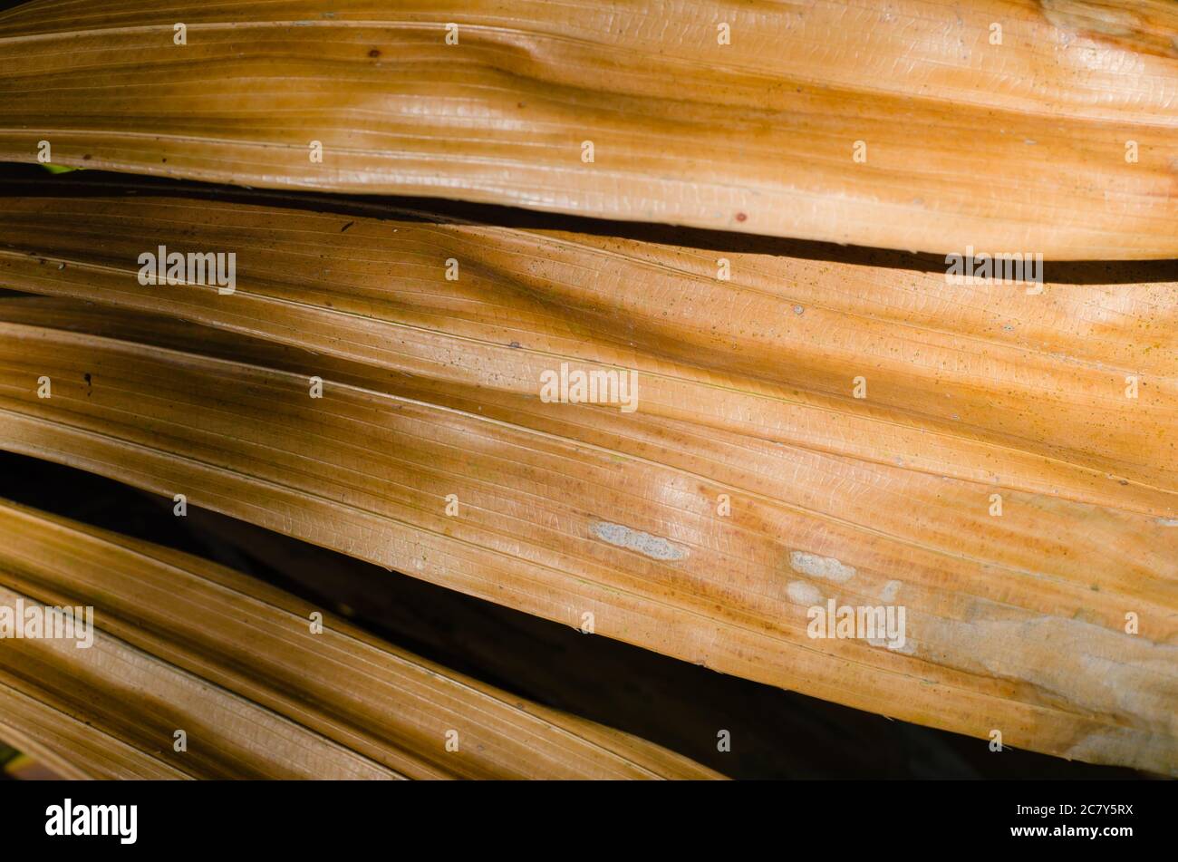 Texture of Dried Palm Leaf for Natural Background Used Stock Photo - Alamy