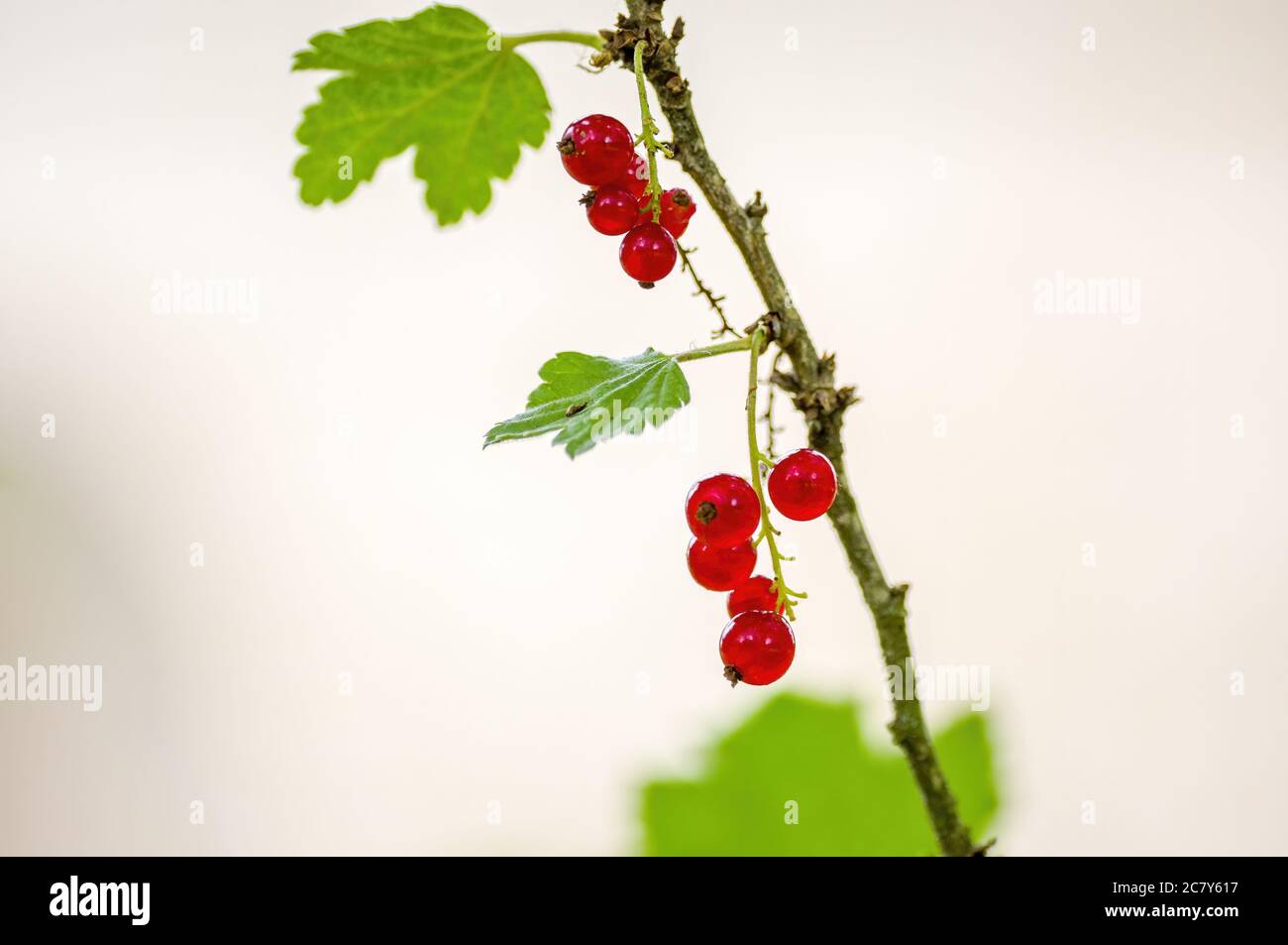 a red berry ribs on currant bush in the garden season Stock Photo - Alamy