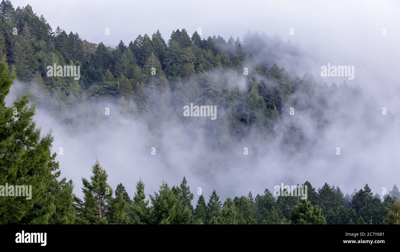 Pine Forest in Fog Stock Photo - Alamy