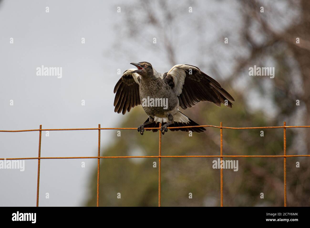 An Australian Magpie Sitting on a fence Stock Photo - Alamy
