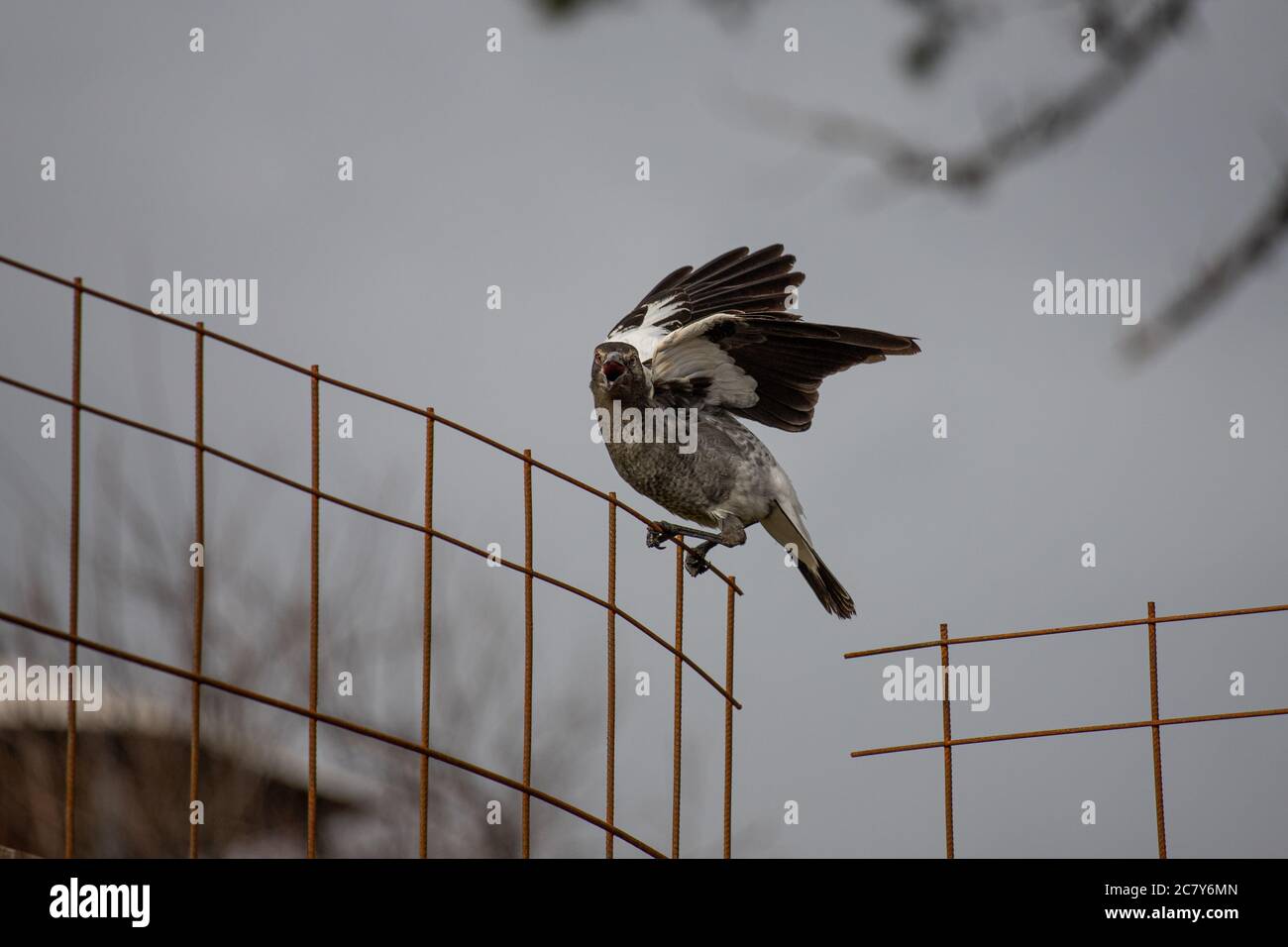 An Australian Magpie Sitting on a fence Stock Photo - Alamy