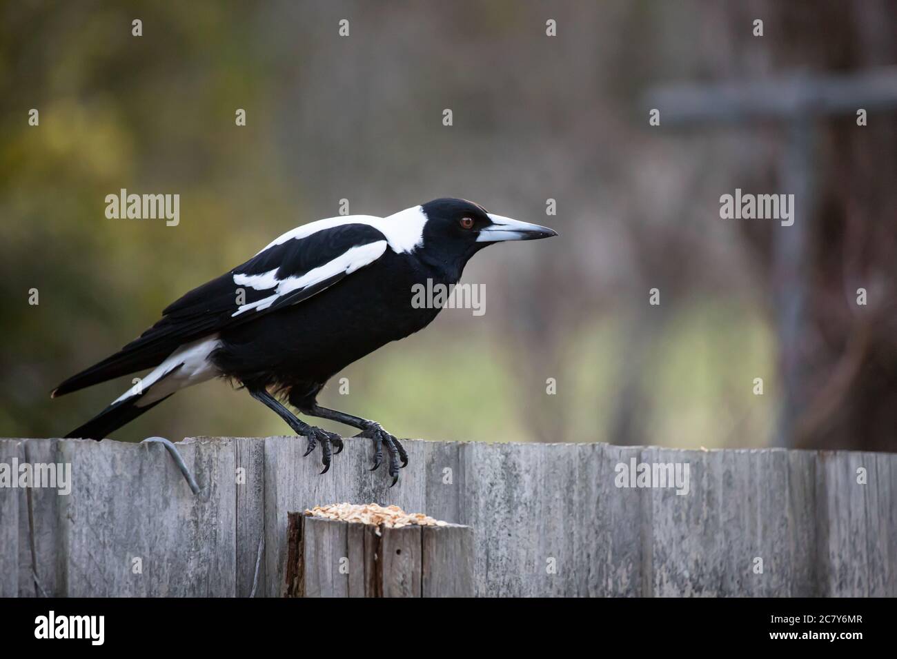 Australian magpie on fence hi-res stock photography and images - Alamy