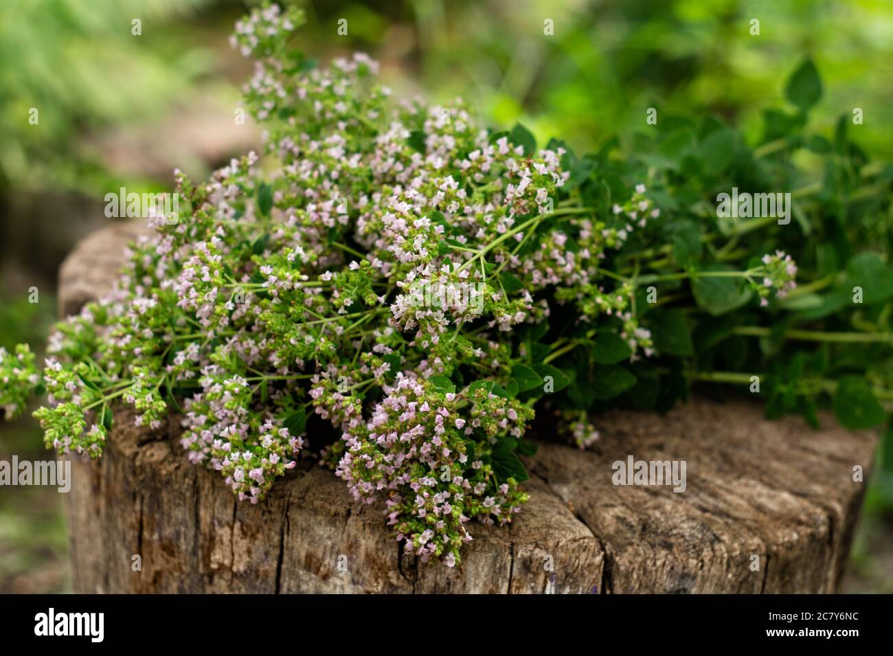 Bunch of blooming oregano. Origanum vulgare, culinary herb, curative ...
