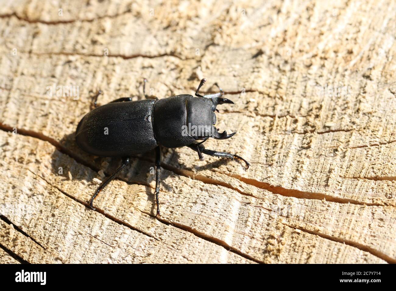 A Lesser Stag Beetle, Dorcus parallelipipedus, on a rotting log in ...