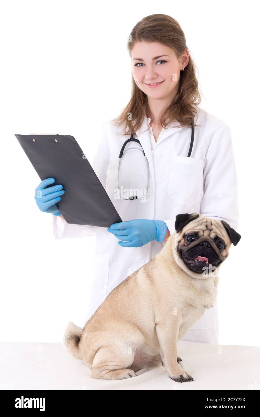 vet doctor checking pug dog isolated on white background Stock Photo ...