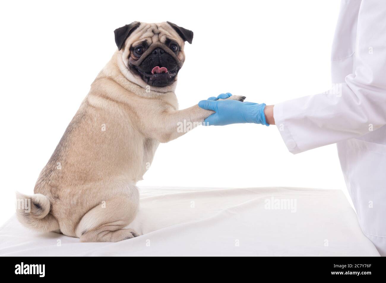 pug dog giving his paw to vet isolated on white background Stock Photo ...