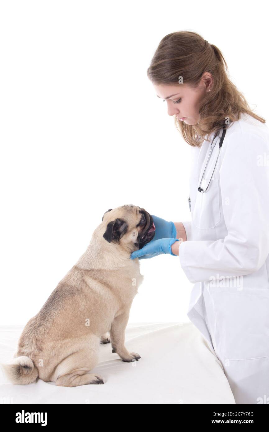 young woman vet and sick pug dog isolated on white background Stock ...