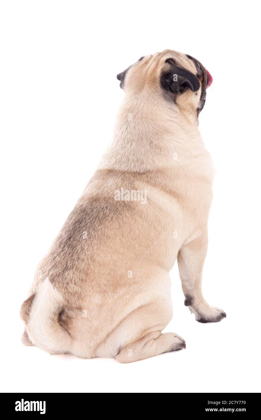 Rear view pug dog looking Cut Out Stock Images & Pictures - Alamy