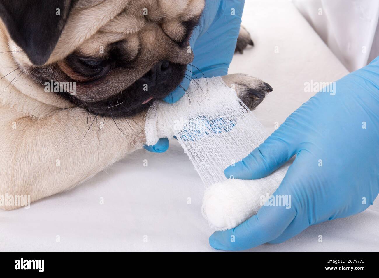 First aid bandage puppy hi-res stock photography and images - Alamy