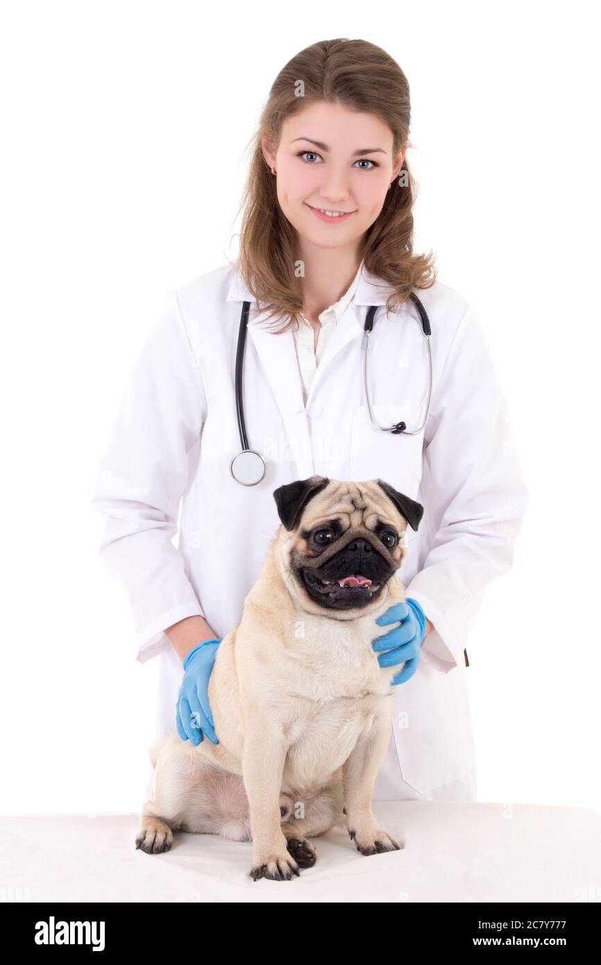 young woman vet and pug dog isolated on white background Stock Photo ...
