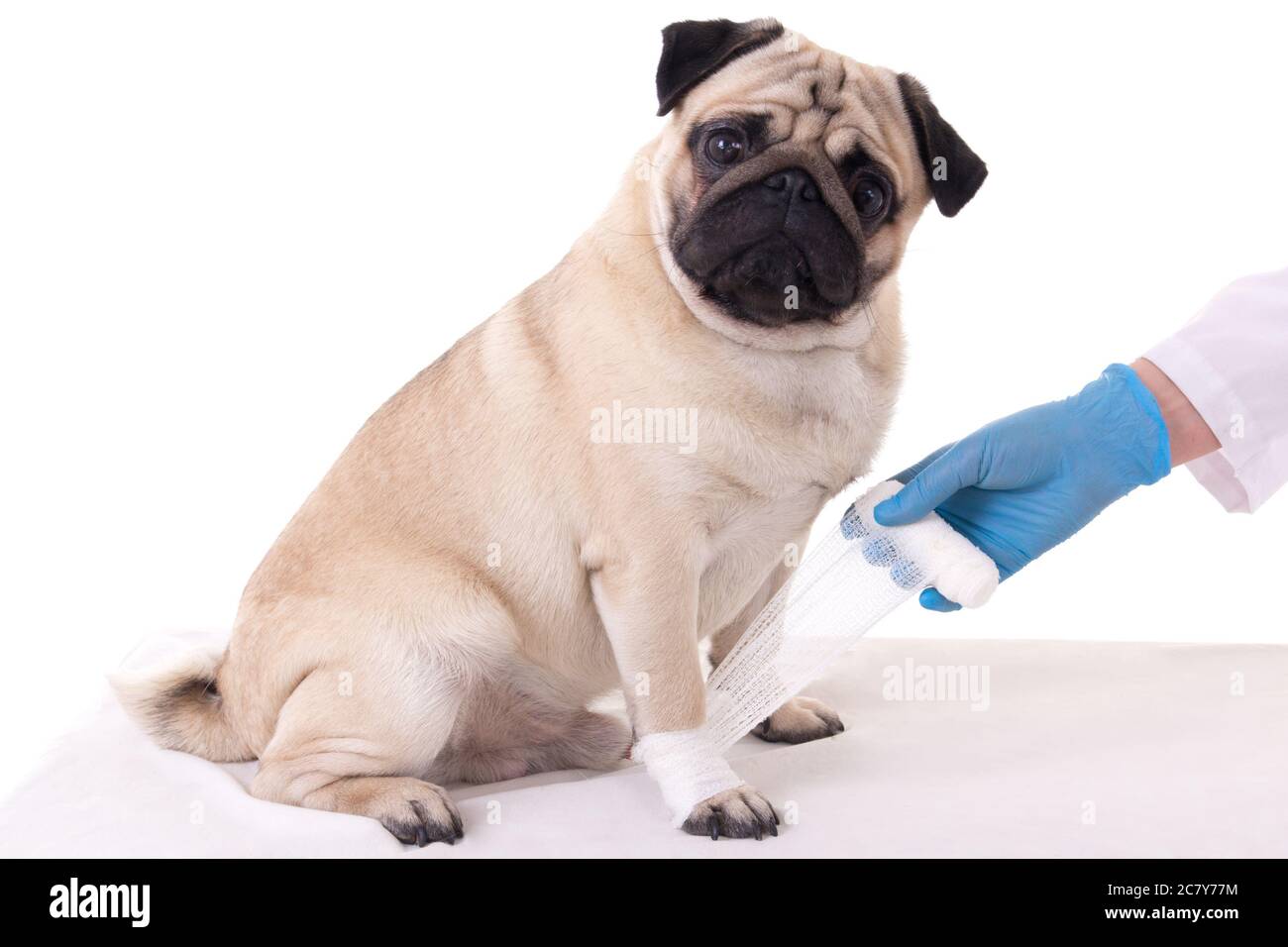 veterinarian putting bandage on injured paw of pug dog Stock Photo - Alamy
