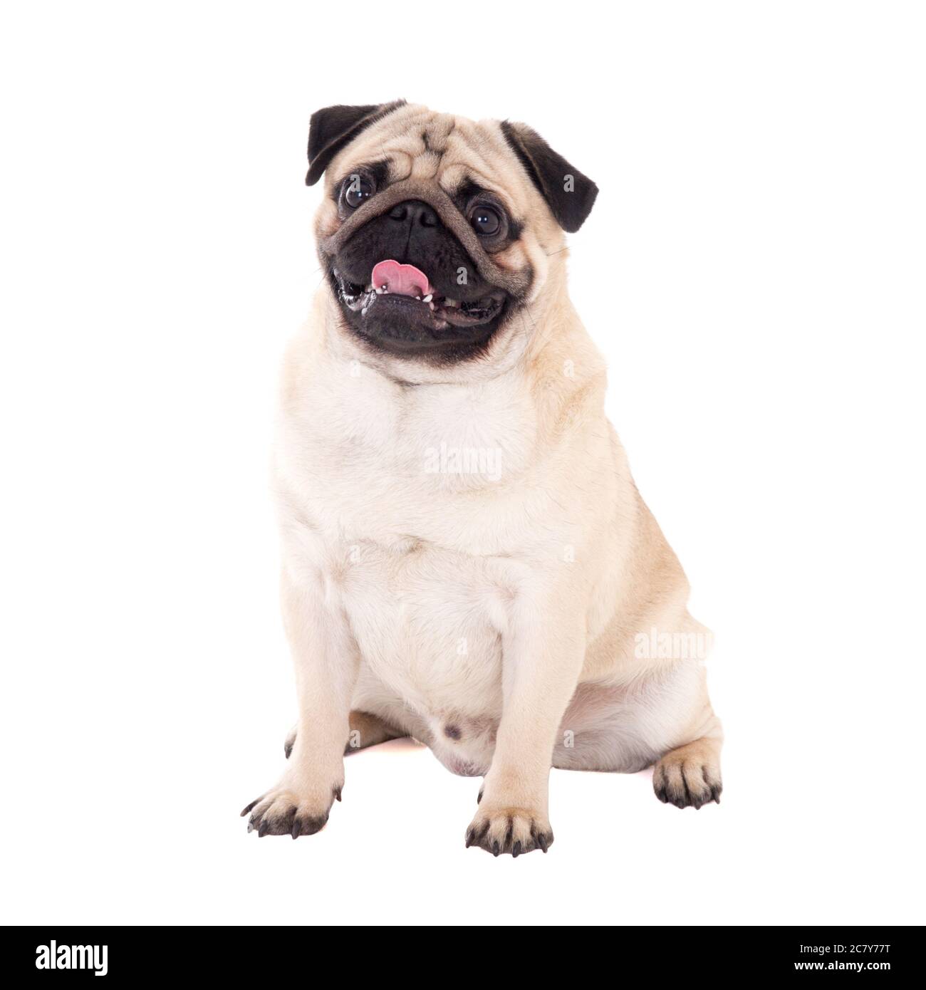 friendly pug dog sitting isolated on white background Stock Photo - Alamy