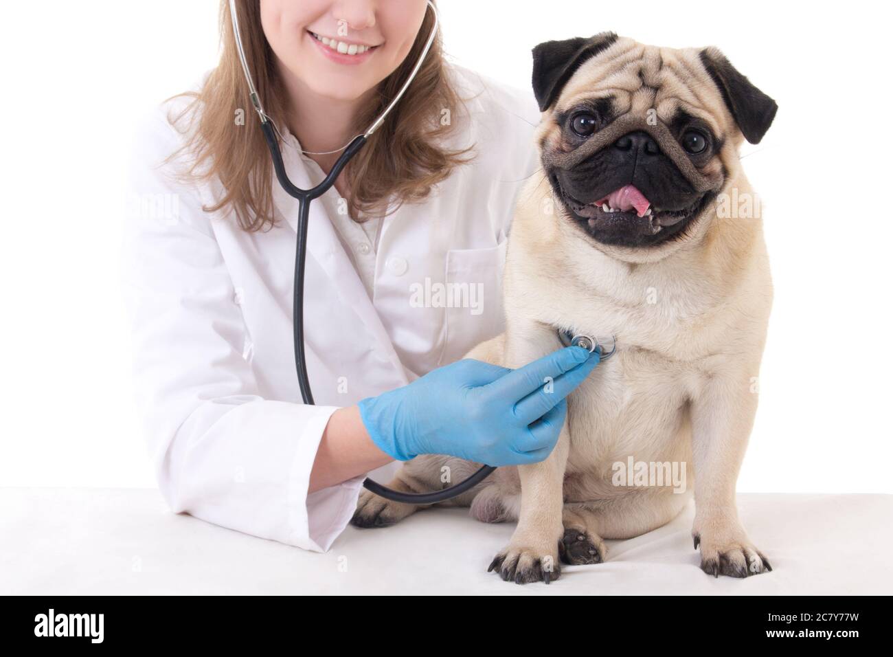vet doctor checking pug dog with stethoscope isolated on white ...
